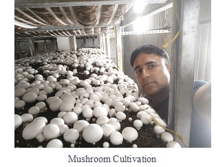 Nursery Management: Best Practices for Growing Healthy Plants