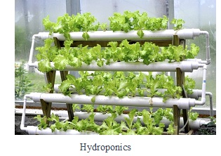 Nursery Management: Best Practices for Growing Healthy Plants